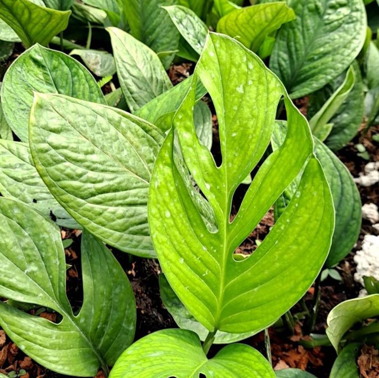 Monstera acuminata - BOTGarden