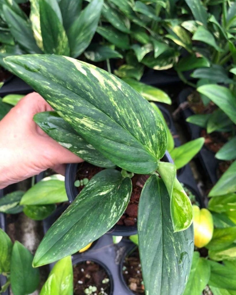 Monstera Standleyana Variegated (3-4 Leaves) Rare Monstera Greenboog