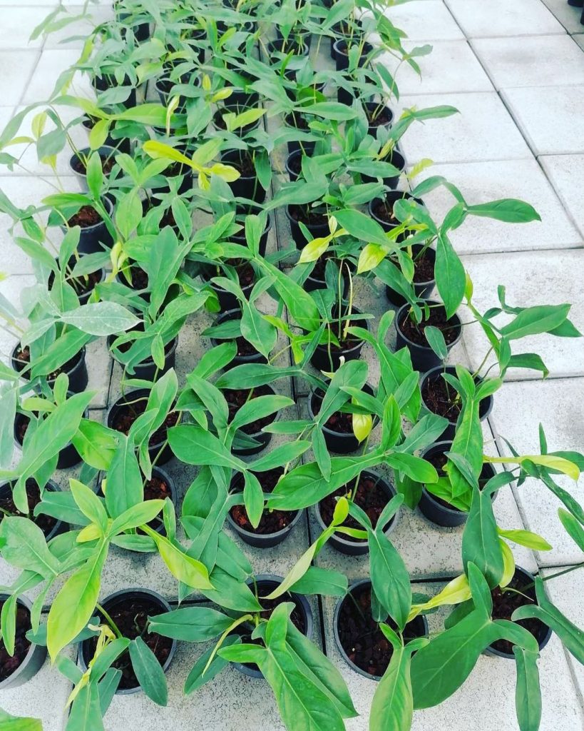 Philodendron 69686 (Big Ears) 6" & 8" Pots | Rare Aroid | Greenboog