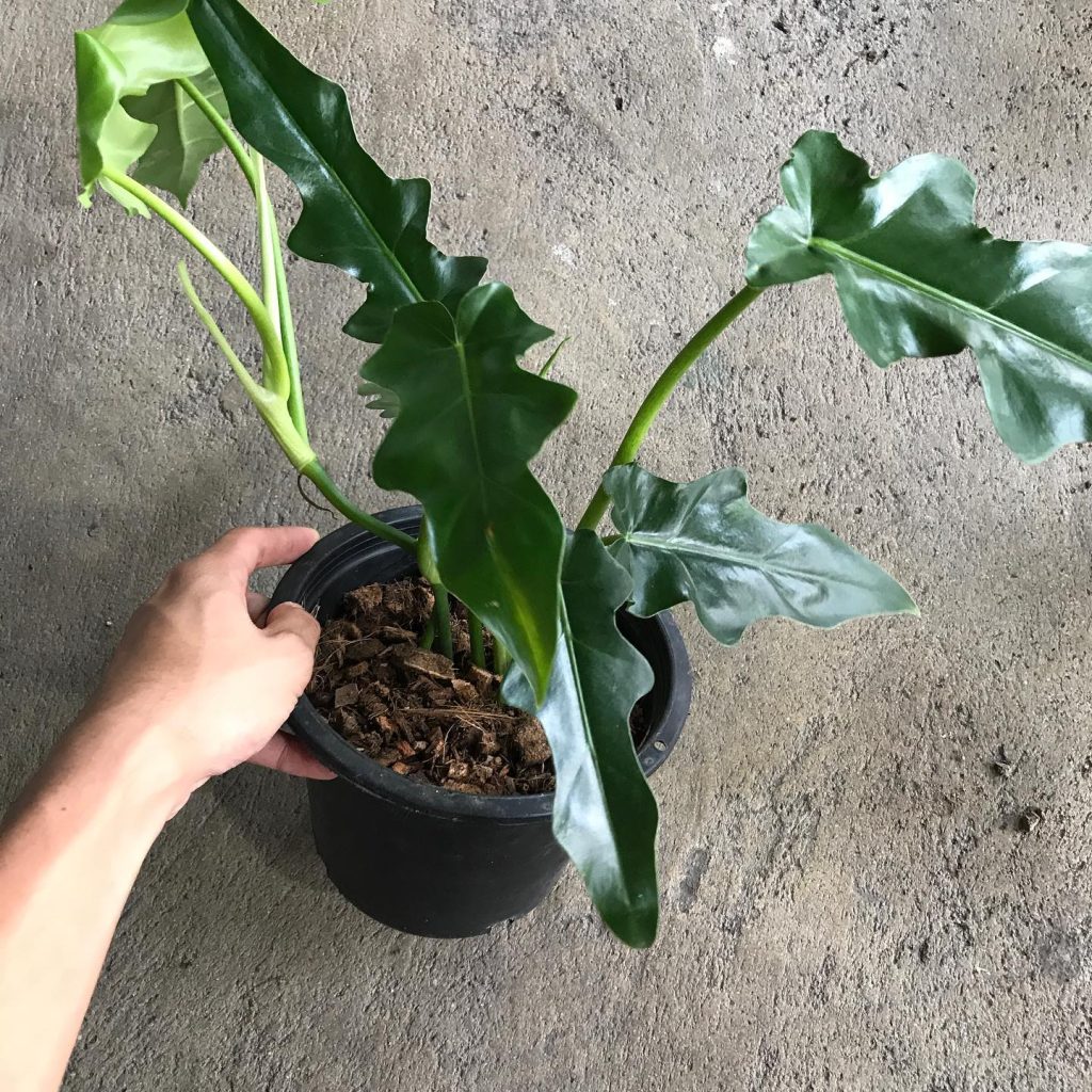 Philodendron Bob Cee 6" Pot | Rare Aroid | Greenboog