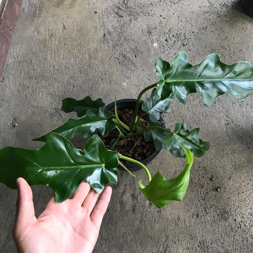 Philodendron Bob Cee 6" Pot | Rare Aroid | Greenboog