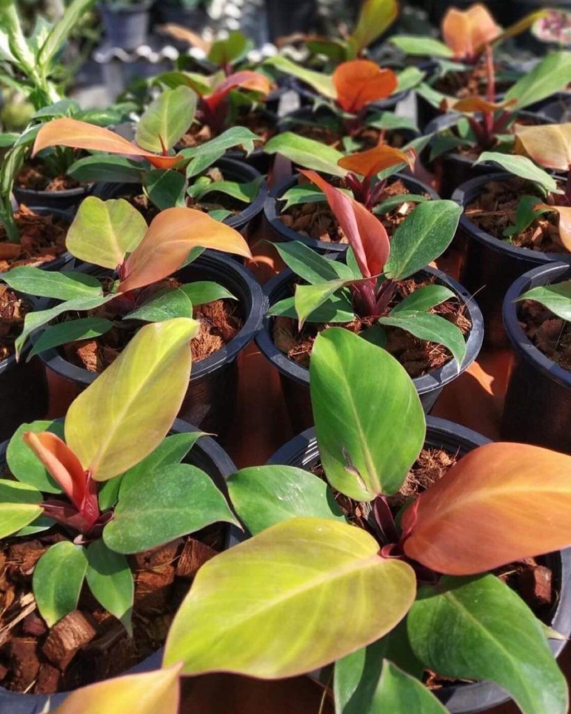 Philodendron Cherry Red 6" | Color-Changing Philodendron | Greenboog
