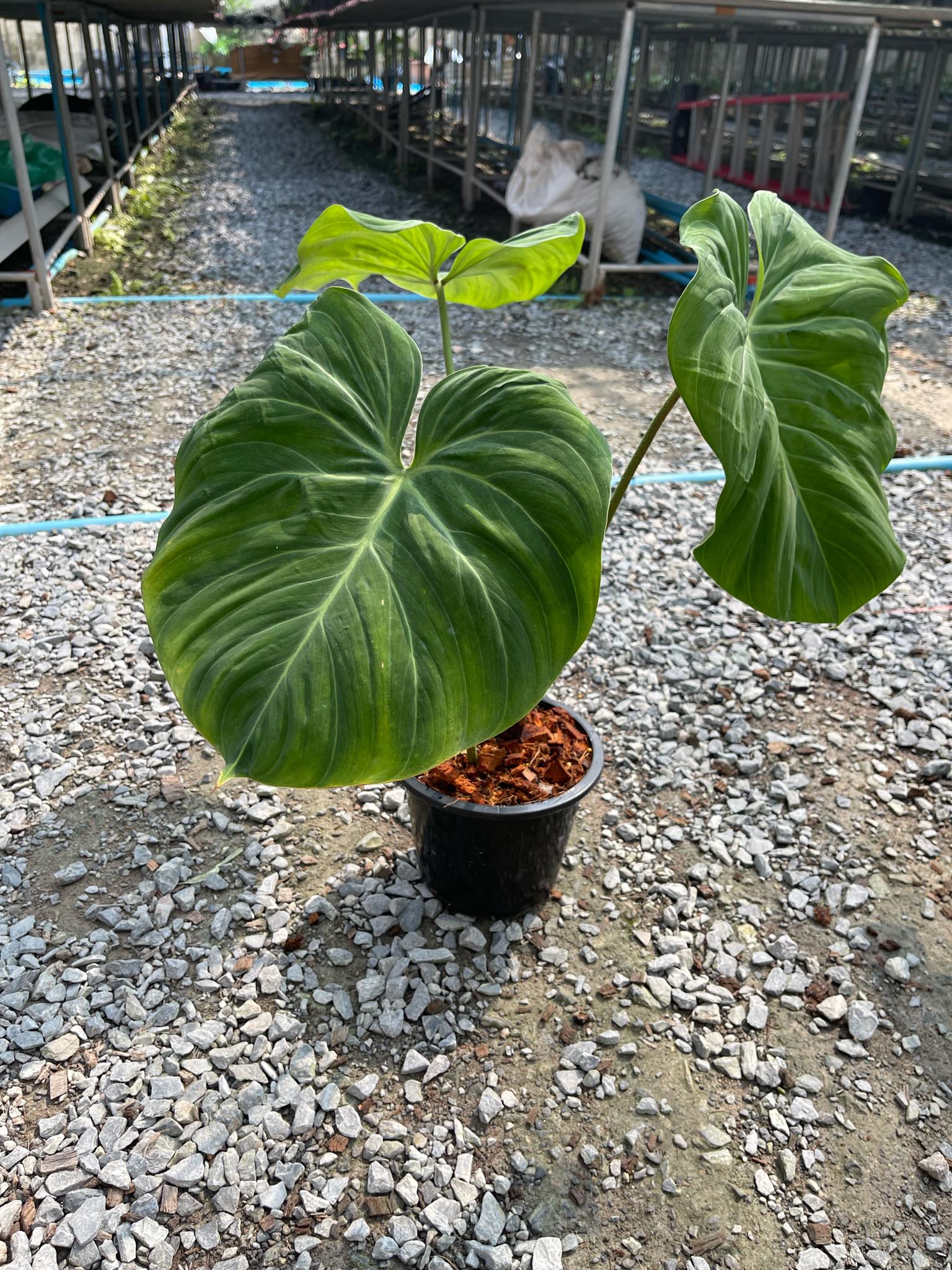 Philodendron el choco red - BOTGarden