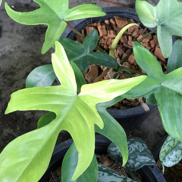 Philodendron Florida Ghost - BOTGarden