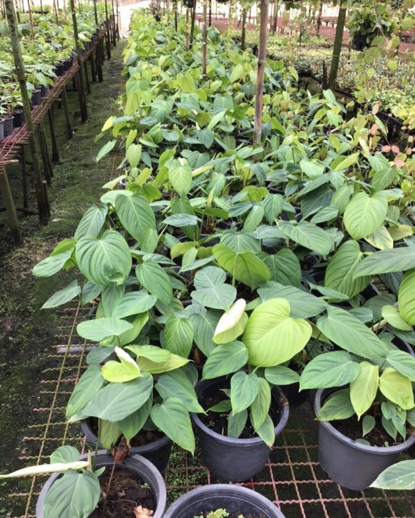 Philodendron 'Fuzzy Petiole' 6" Pot | Rare Aroid | Greenboog