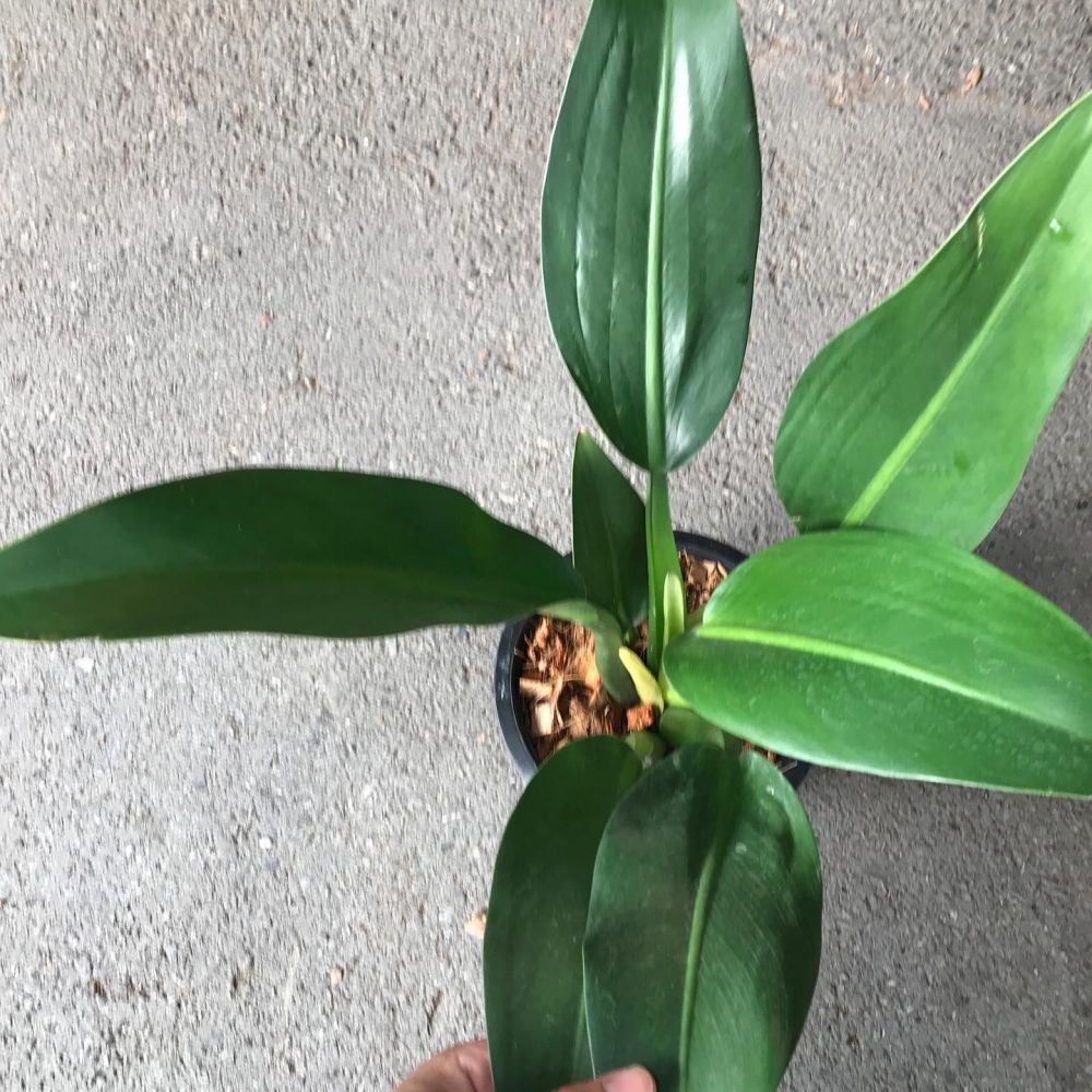 Philodendron Martianum Care Guide: Tips, Tricks&Propagation Techniques