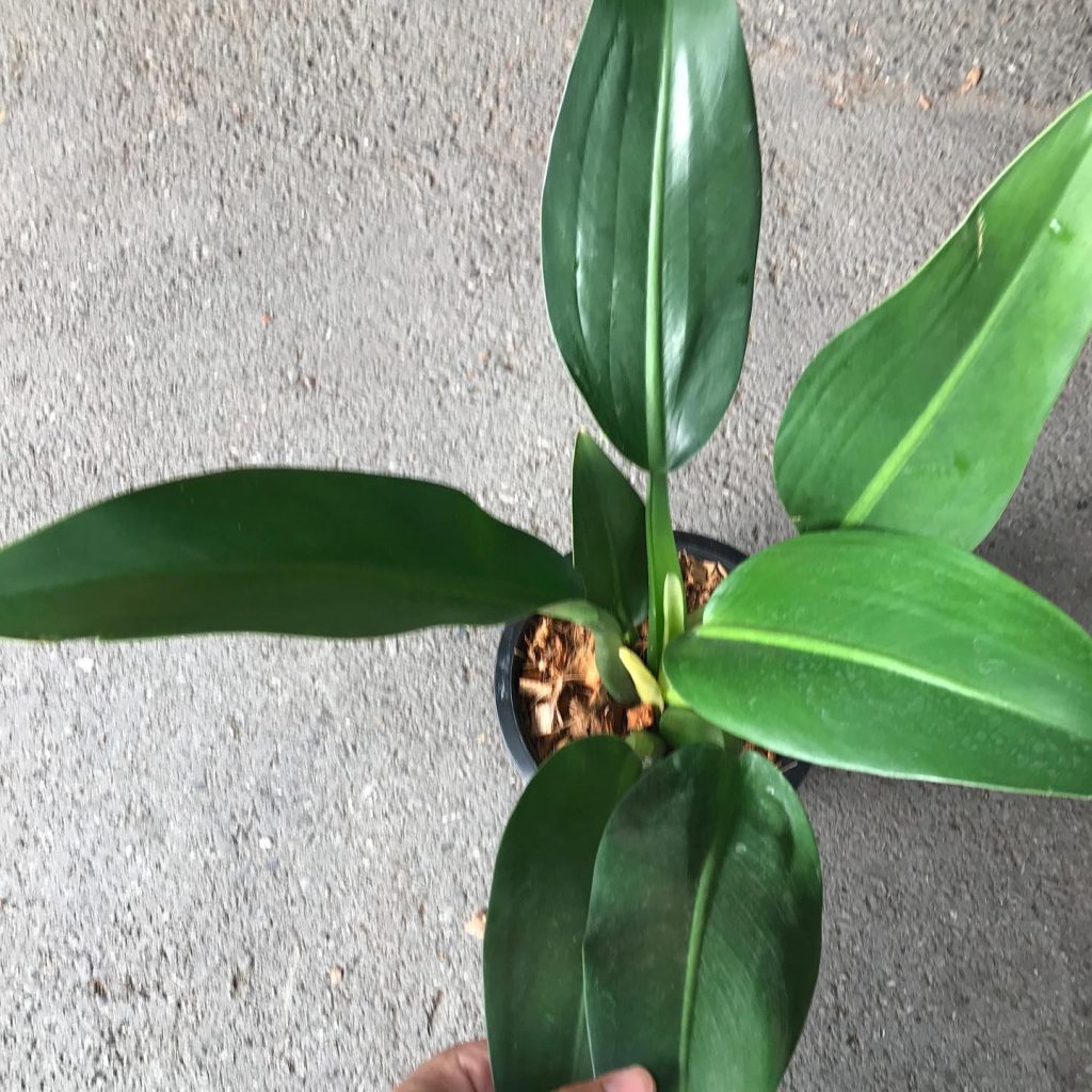 Philodendron Martianum Care Guide: Tips, Tricks&Propagation Techniques