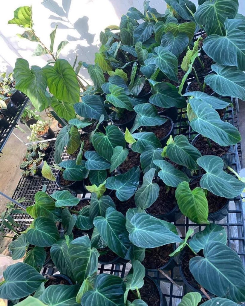 Philodendron Splendid 6" Pot | Velvet-Leaf Philodendron | Greenboog