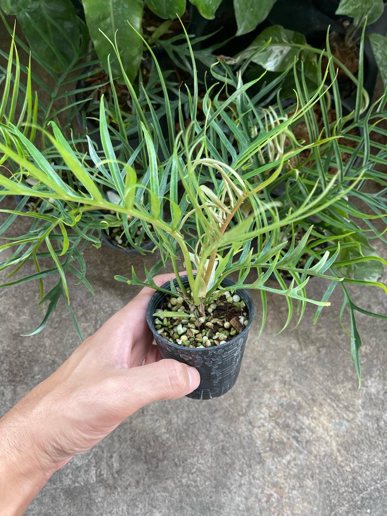 Philodendron Tortum: A Comprehensive Guide to Care and Growth