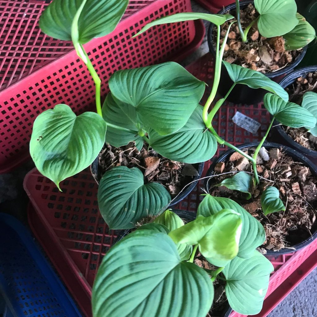 Philodendron Fibraecataphyllum 4" | Velvet-Leaf Philodendron | Greenboog