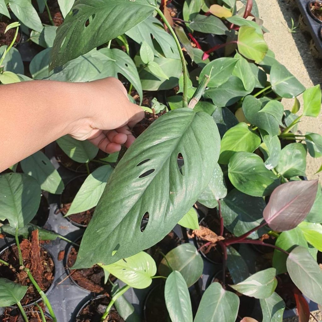How to Grow Philodendron Caramel Marble in 5 Easy Steps