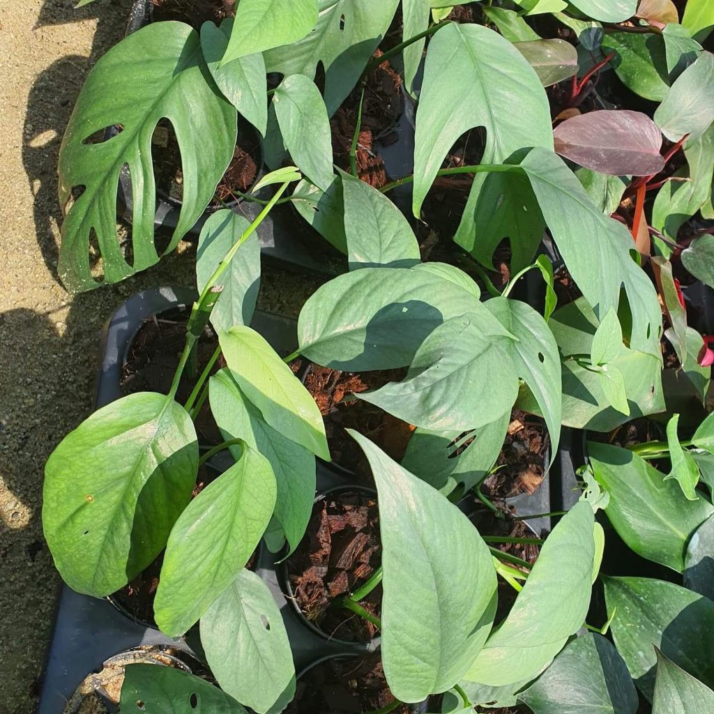 Epipremnum Cebu Blue No 1 4" & 8" | Rare Variegated Plant | Greenboog