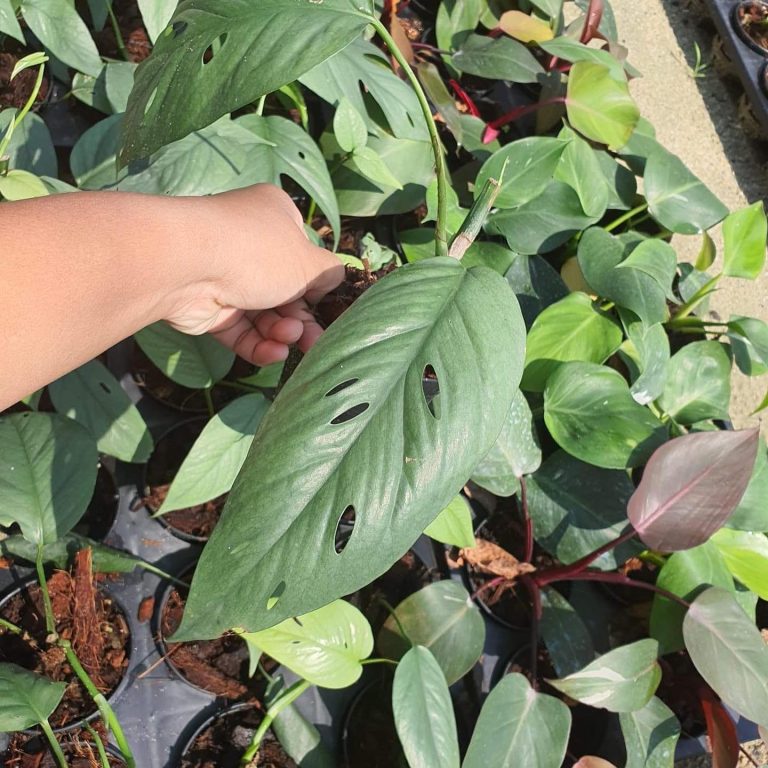 Epipremnum Cebu Blue No 1 4" & 8" | Rare Variegated Plant | Greenboog