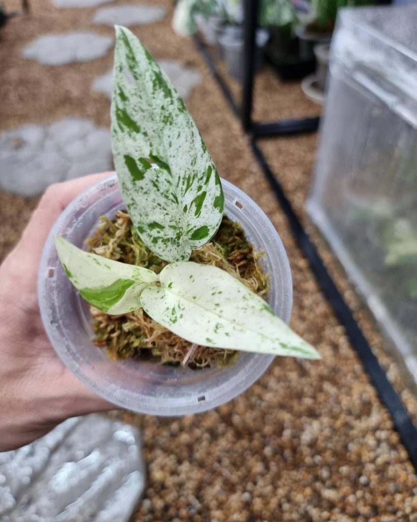 Epipremnum Pinnatum Marble Variegated 5" Pot | Rare Plant | Greenboog