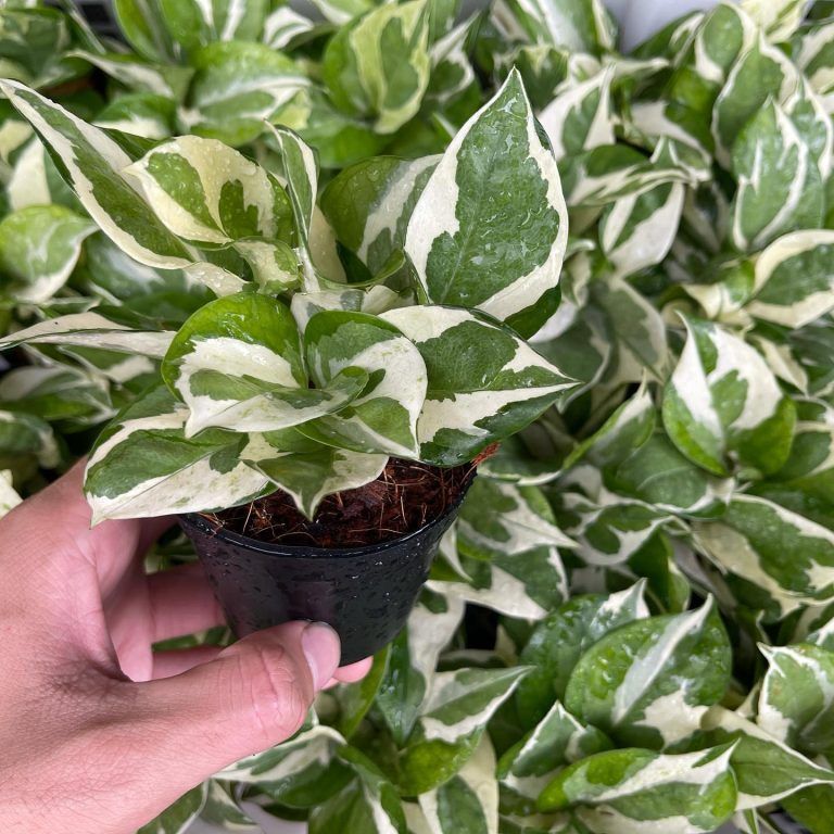 8 direct reasons why indoor plant leaves curl inward