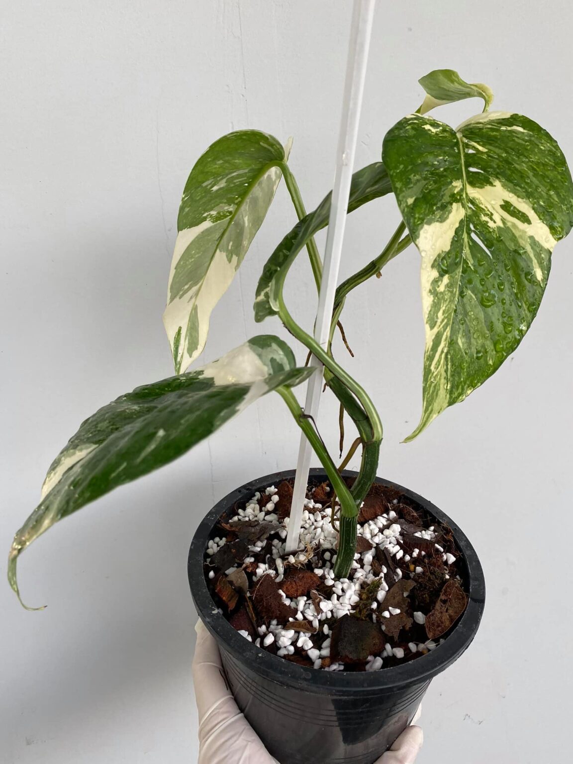 Epipremnum Pinnatum Albo Variegated 4" & 8" Pots | Greenboog