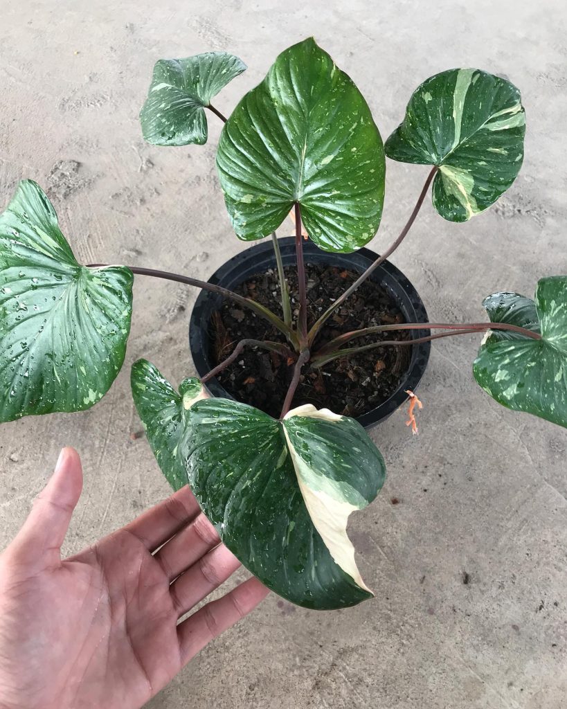 Unlock the Beauty of Homalomena Rubescens Variegated in 5 Steps!