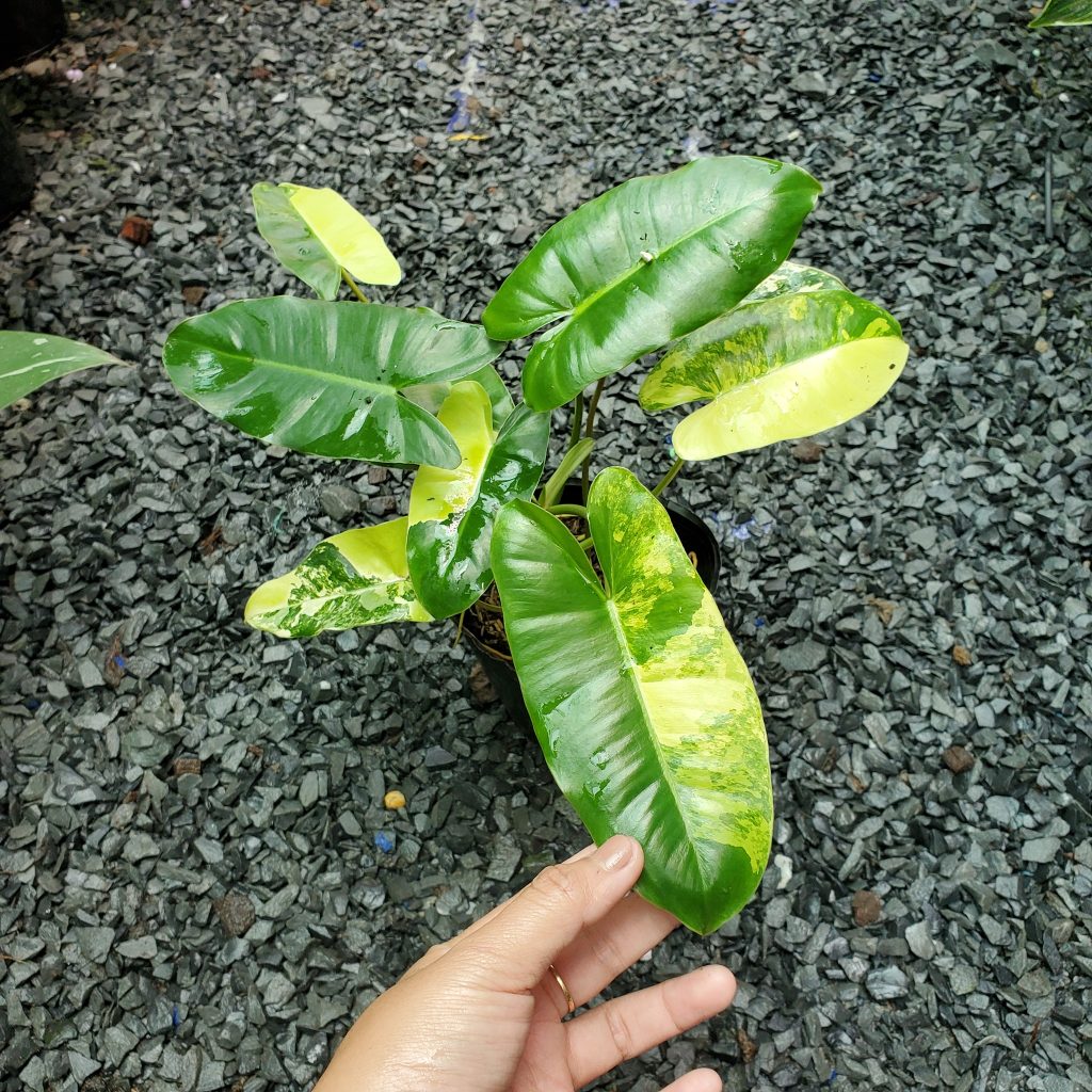 Philodendron Burle Marx Variegated (6" Pot) | Rare Houseplant