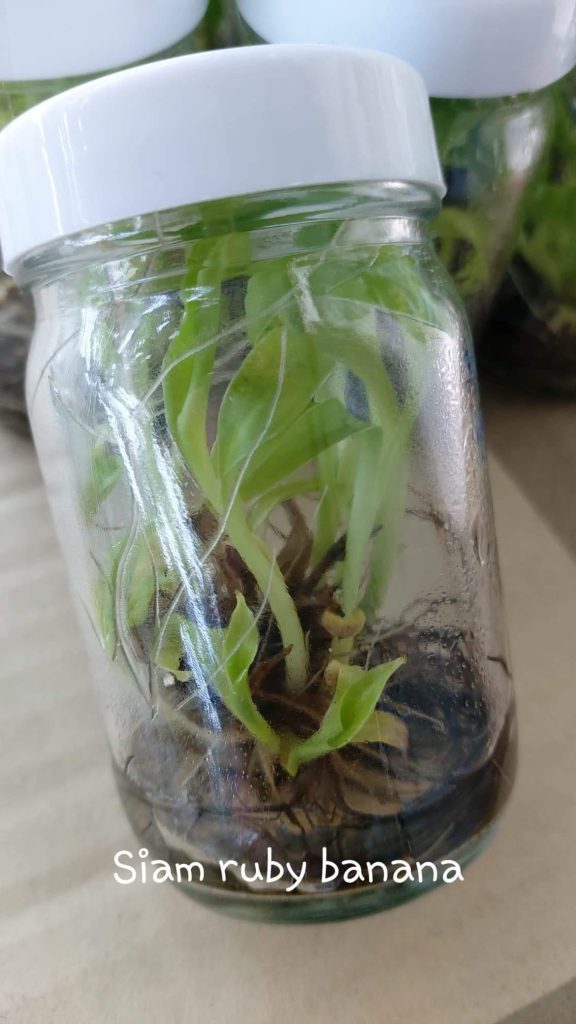 Bulk Tissue Culture Musa Siam Ruby Banana | 10 Plants | Greenboog