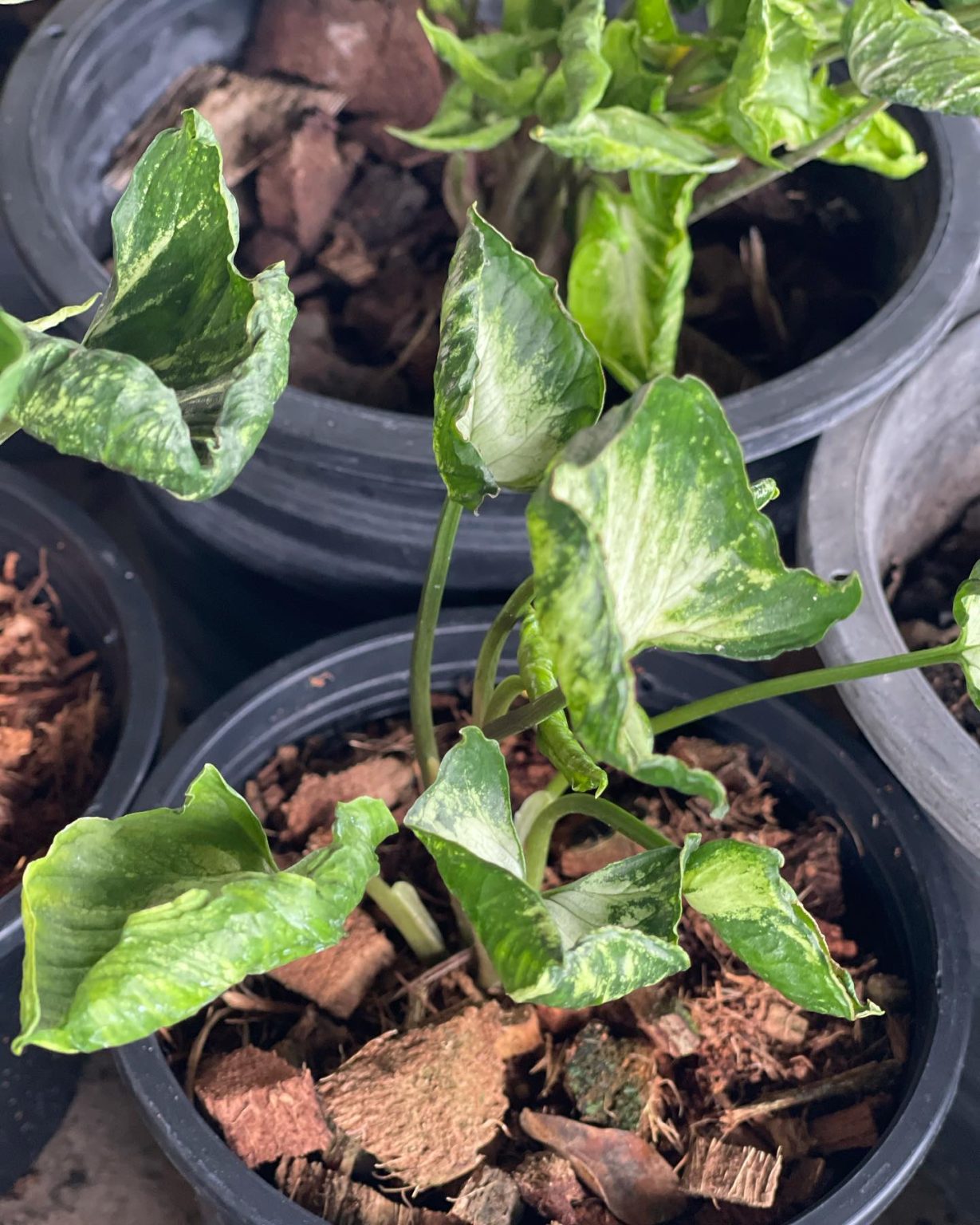 Syngonium Godzilla for sale | 6" Pot | Greenboog