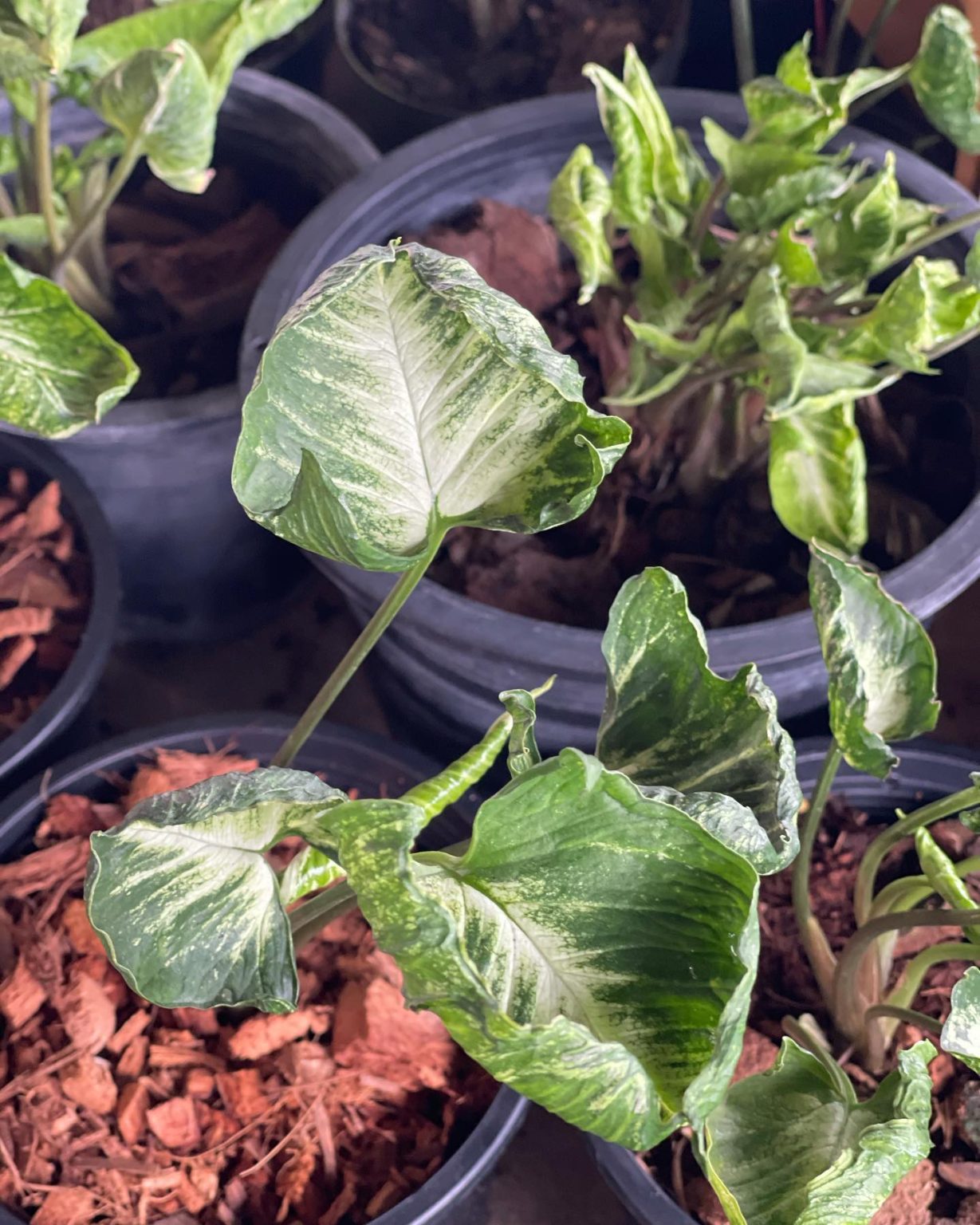 Syngonium Godzilla for sale | 6" Pot | Greenboog