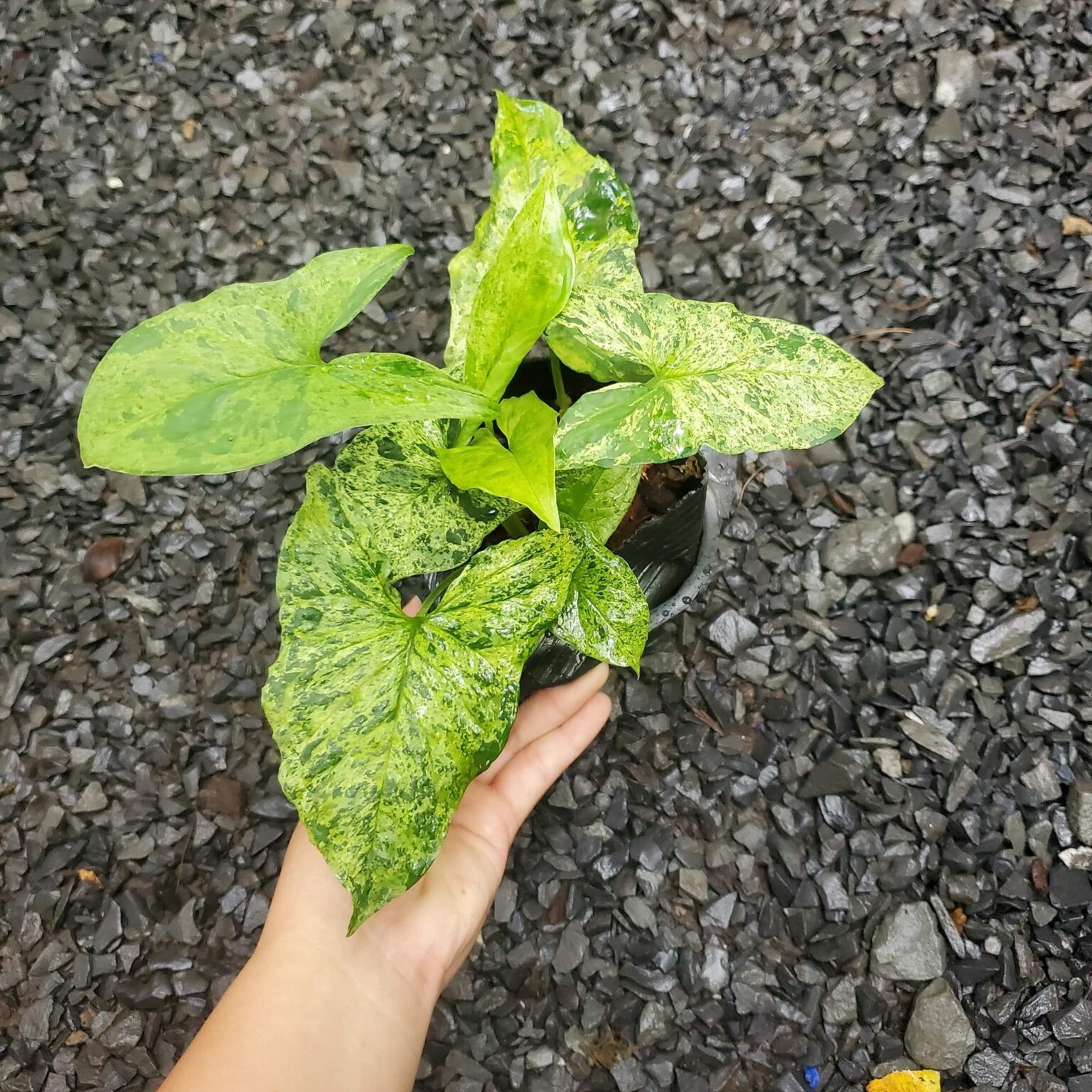 Syngonium Red Spot Tricolor: Complete Care Guide & Tips