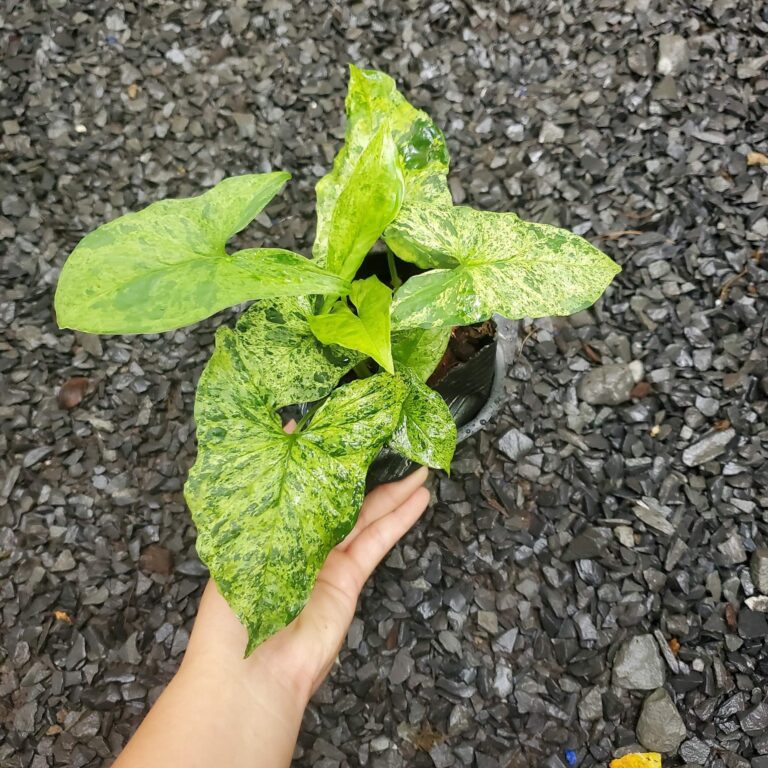 Nurturing Your Syngonium Starlite Variegated: A How-To Guide