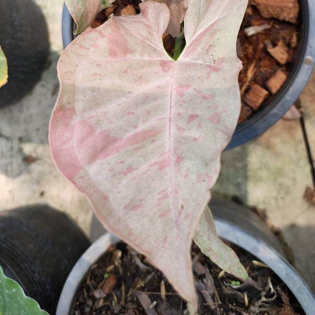 5 Secrets of Syngonium Pink Spot: Transform Your Home Today!
