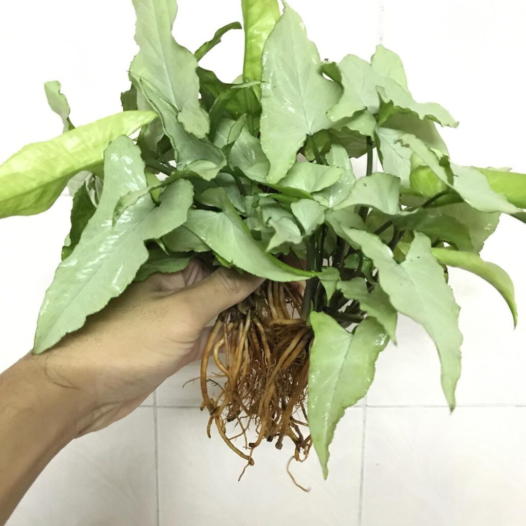 5 Secrets of Growing Syngonium Podophyllum Batik at Home