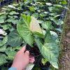 Nurturing Your Syngonium Starlite Variegated: A How-To Guide
