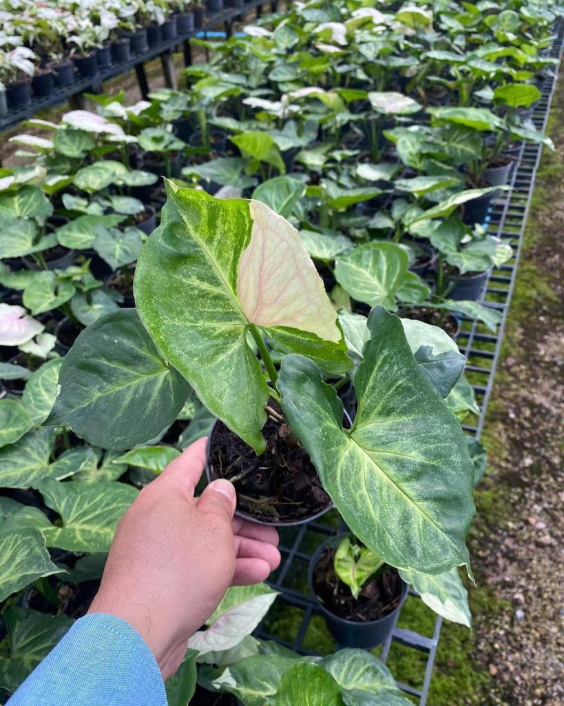 5 Secrets of the Syngonium T24: Transform Your Home Today!