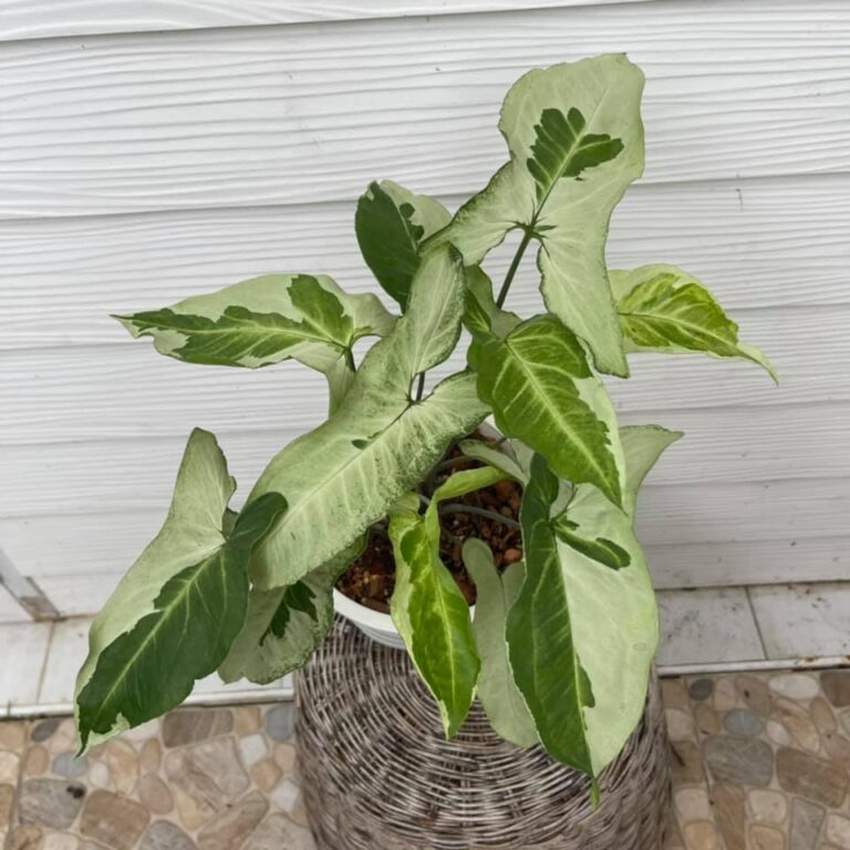 5 Amazing Facts About Syngonium Three Kings: A Must-Have Plant!