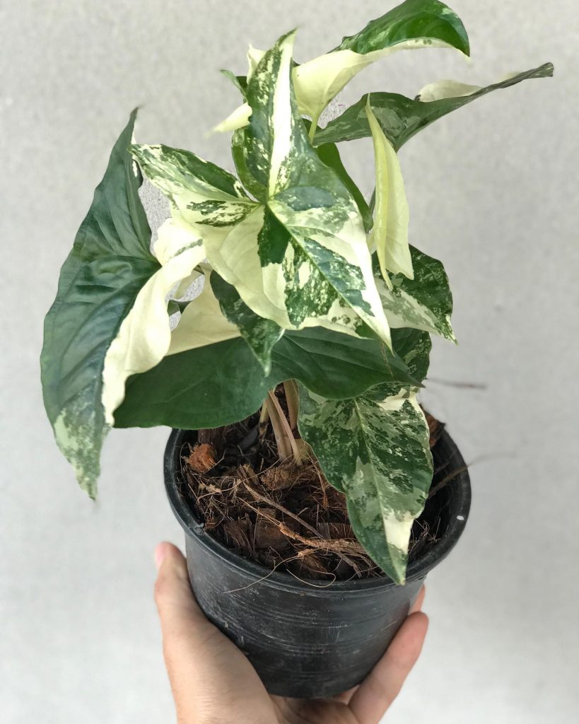 Unveiling the Secrets of Syngonium Albo Variegated Plants