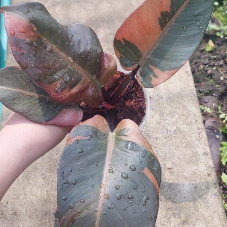 Aroids Plants List Exploring the Fascinating World of Rare Aroids