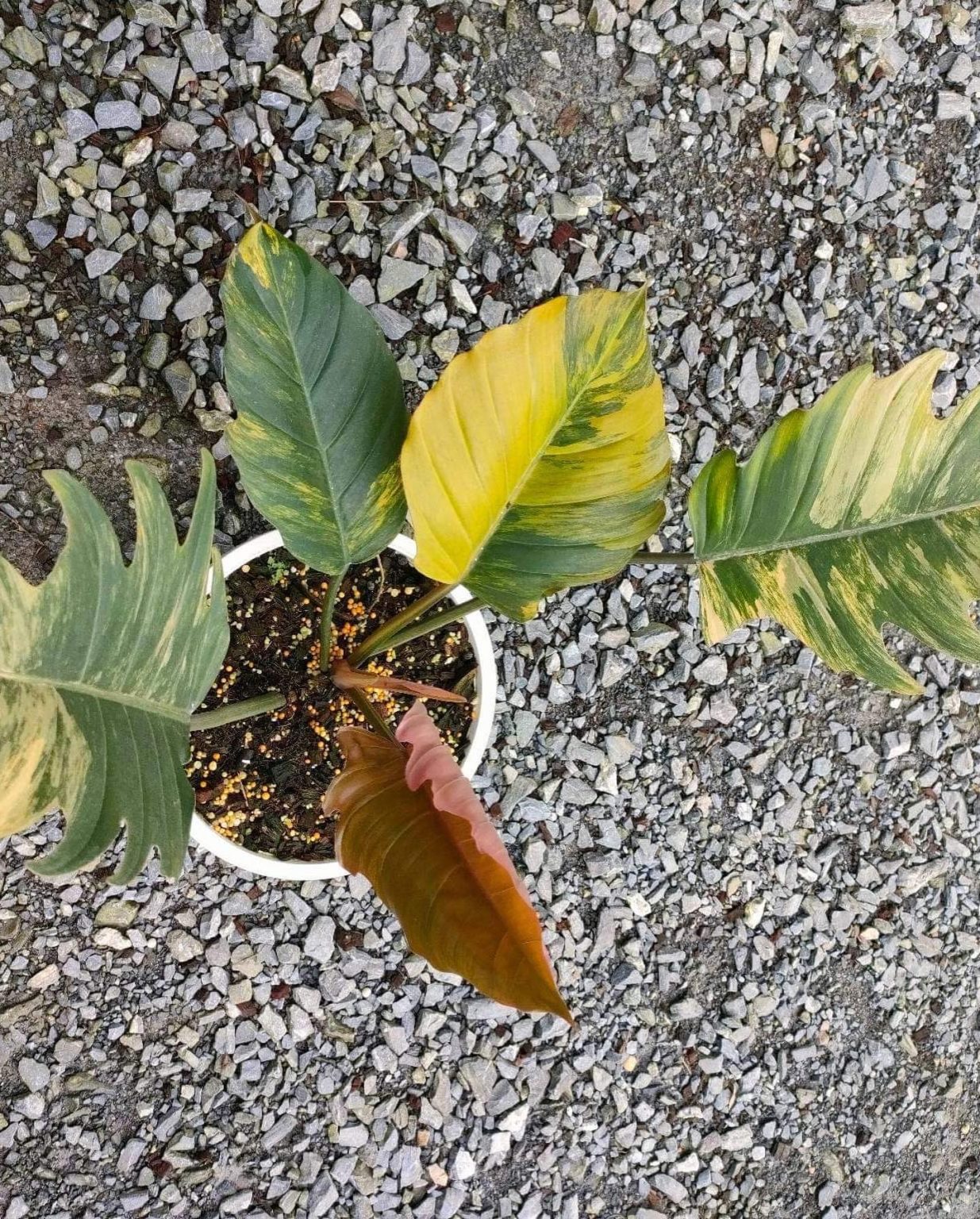 Philodendron Caramel Marble Variegated 6"| rare philodendron Greenboog