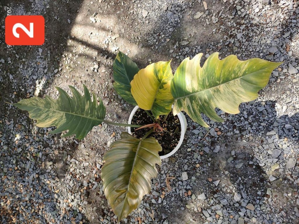 Philodendron Caramel Marble Variegated 6"| rare philodendron Greenboog