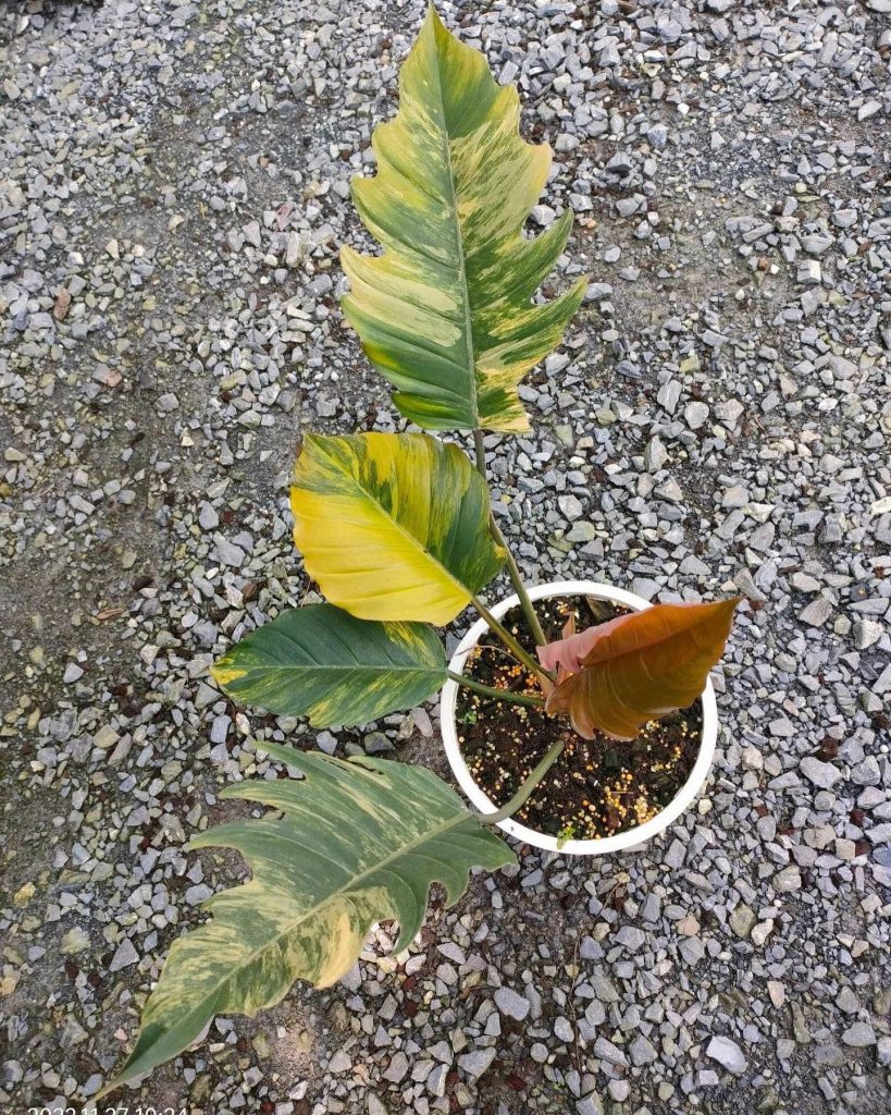 Philodendron Caramel Marble Variegated 6"| rare philodendron Greenboog