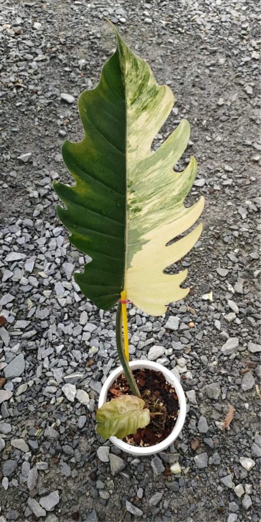 Philodendron Caramel Marble Variegated - BOTGarden
