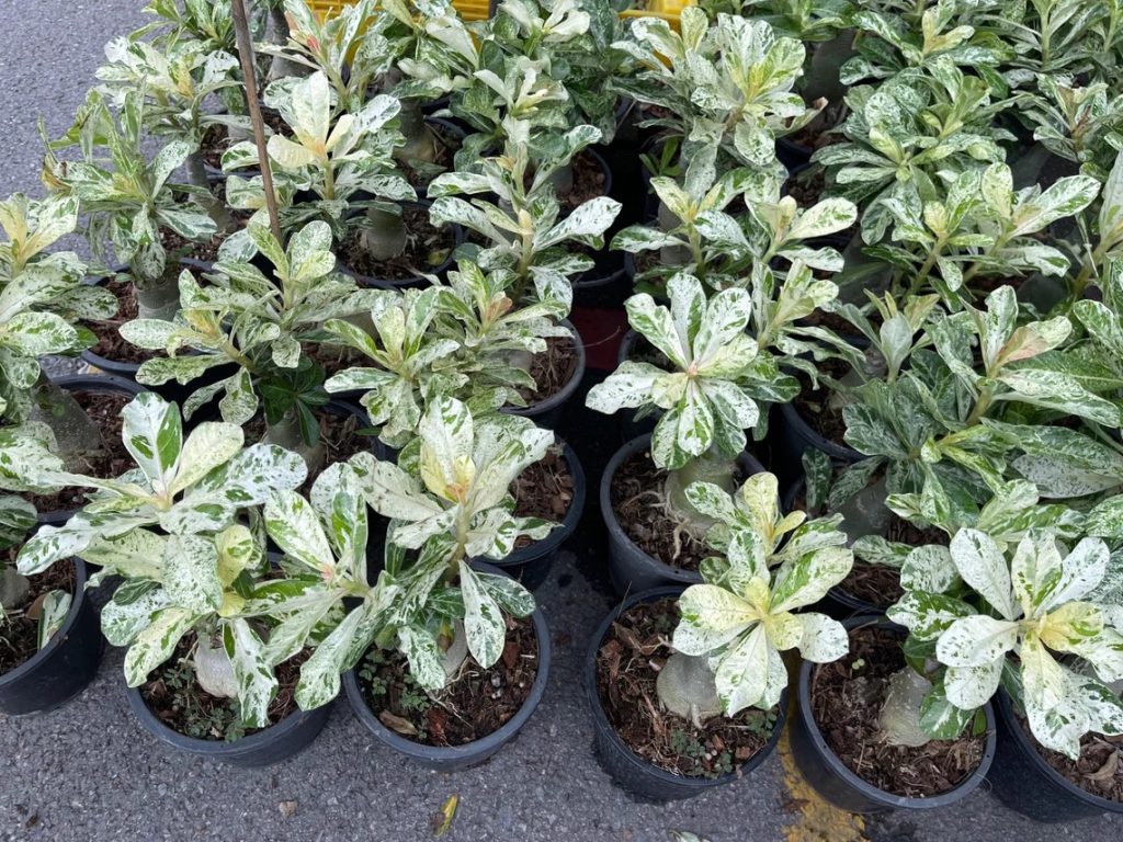 Wholesale Variegated Adenium Obesum (Desert Rose) (15 Plants)