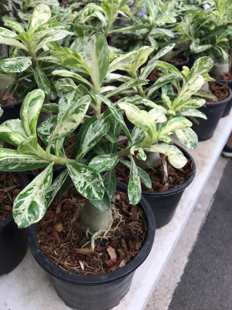 Best Price for Adenium Obesum Variegated 4" Pot from Thailand