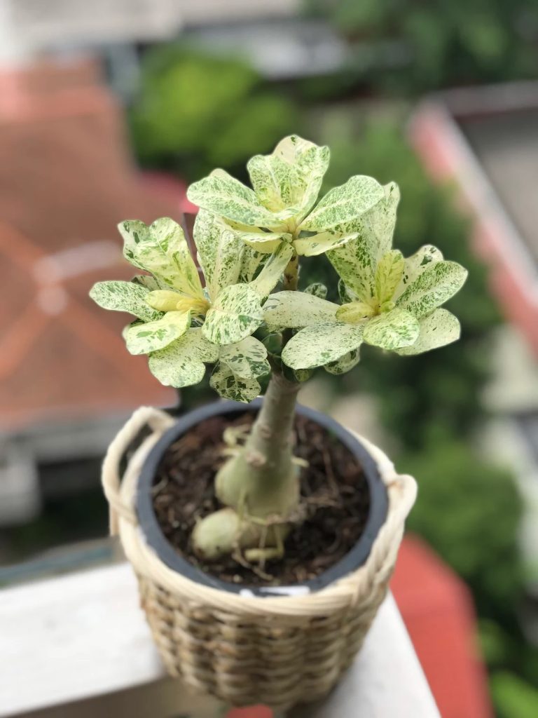 Best Price for Adenium Obesum Variegated 4" Pot from Thailand