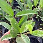 7 Common Hoya Plant Problems & Solutions