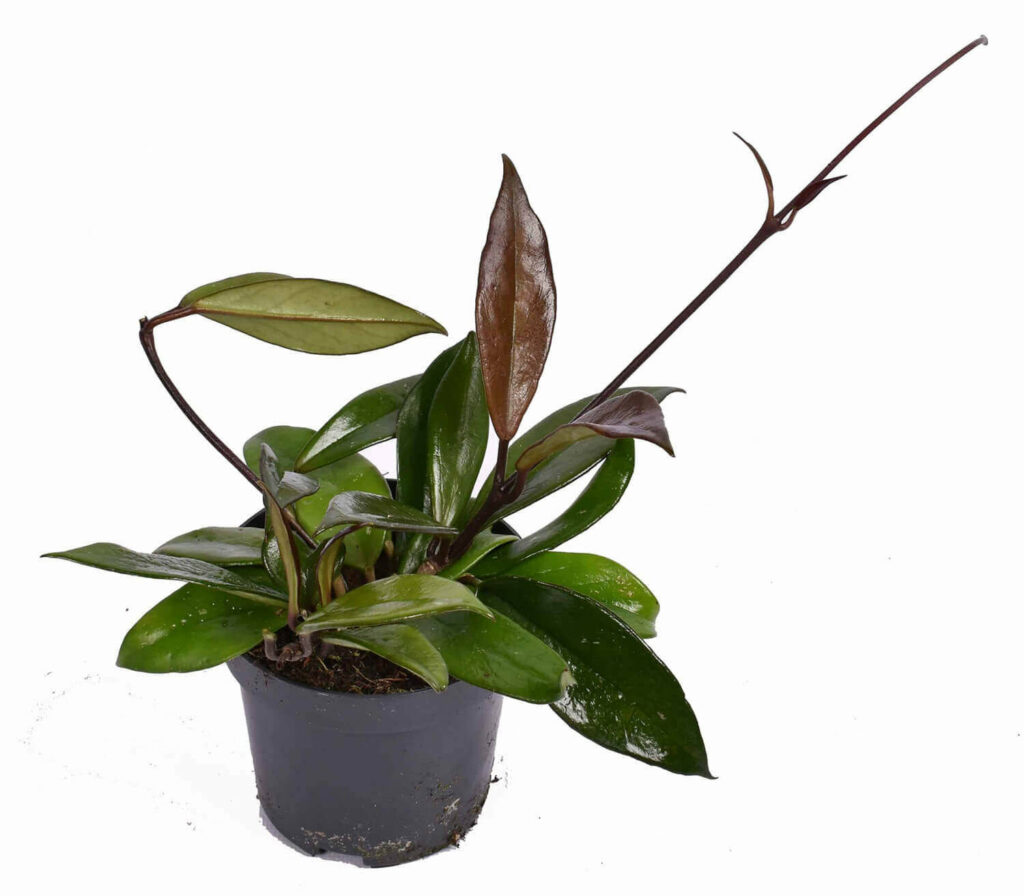 Vibrant Hoya Dark Red | 3" Pot | Greenboog