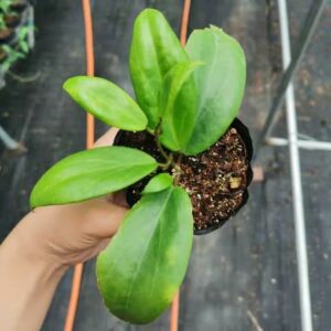 Spectacular Hoya Ilagiorum Yellow Flowers | 4" Pot | Greenboog
