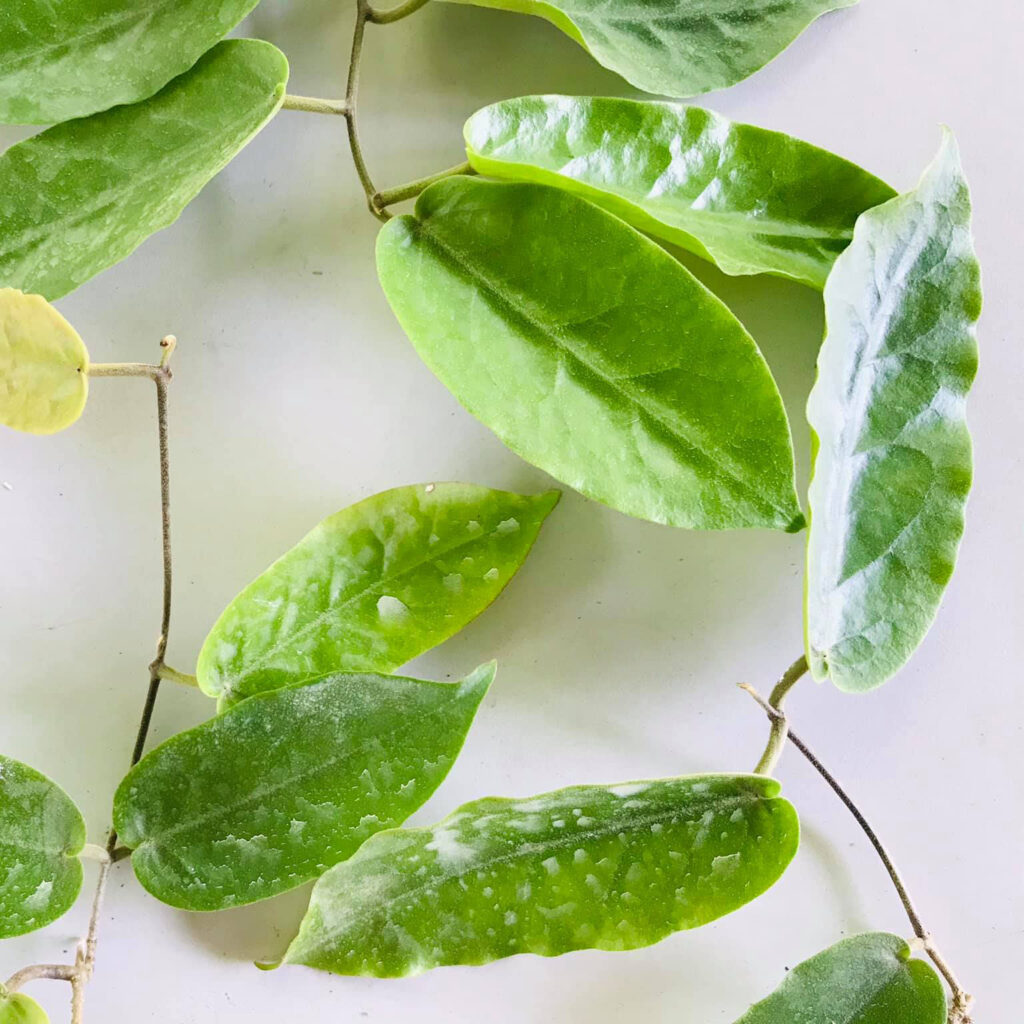 Unique Hoya Inflata | 4" Pot | Greenboog