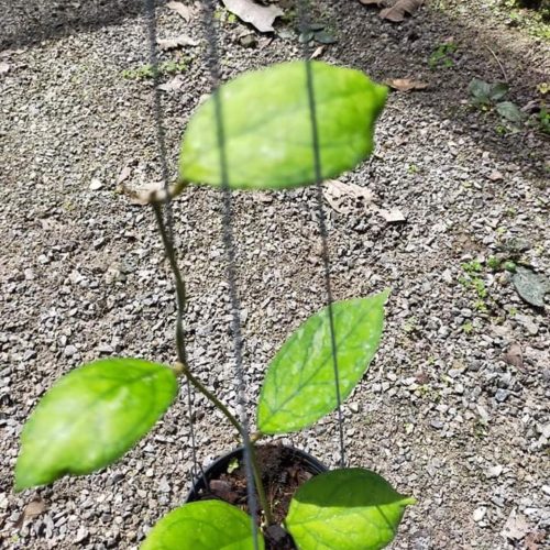 Elegant Hoya Irina (Long Size) | 4" Pot | Greenboog