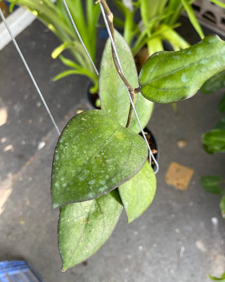 Charming Hoya Joy x Jennifer | 4" Pot | Greenboog