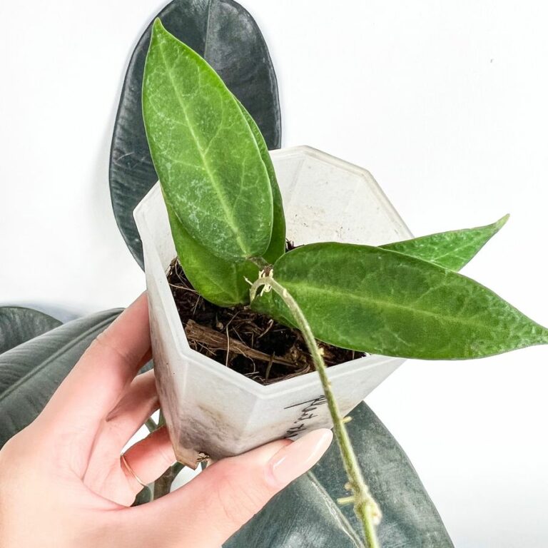 Rare Hoya Patella Pink Flower for Sale | 1" Pot | Greenboog