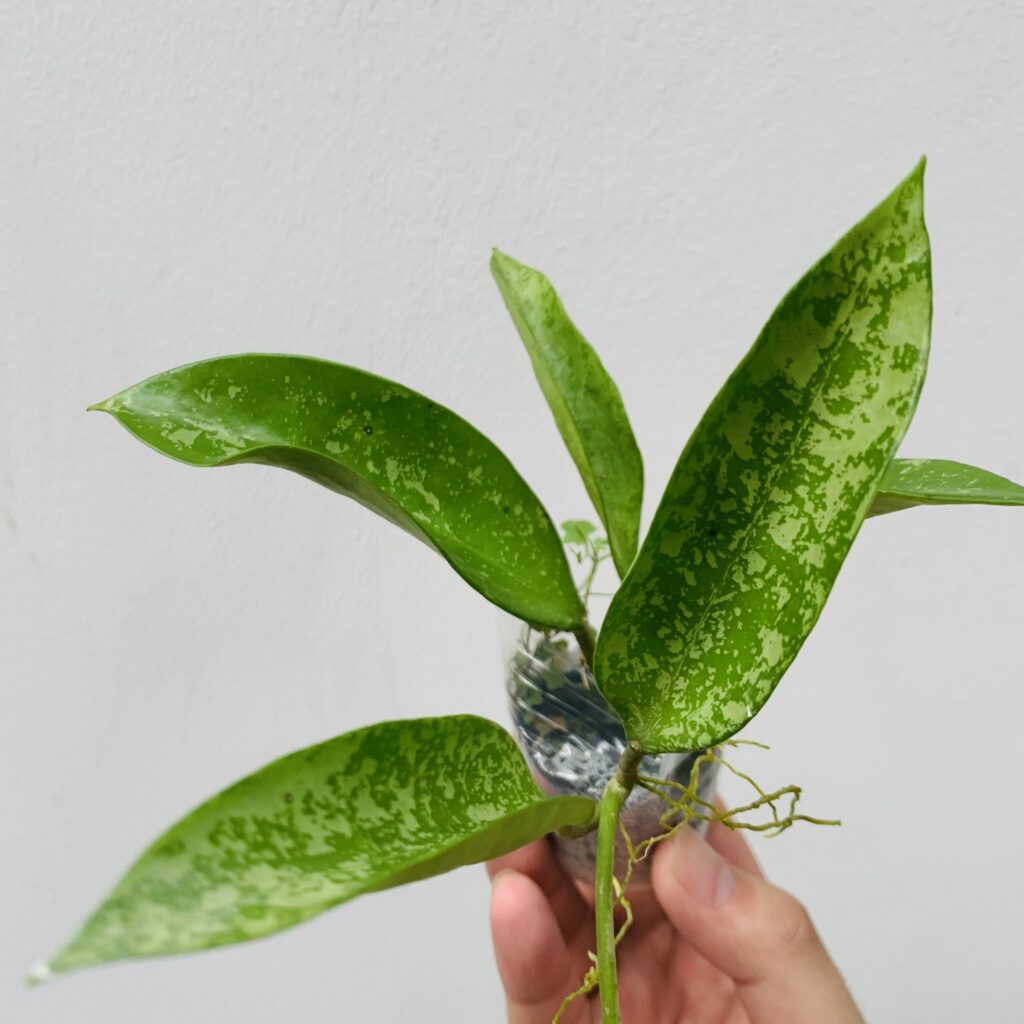 Whimsical Hoya Pottsii Splash | 4" Pot | Greenboog