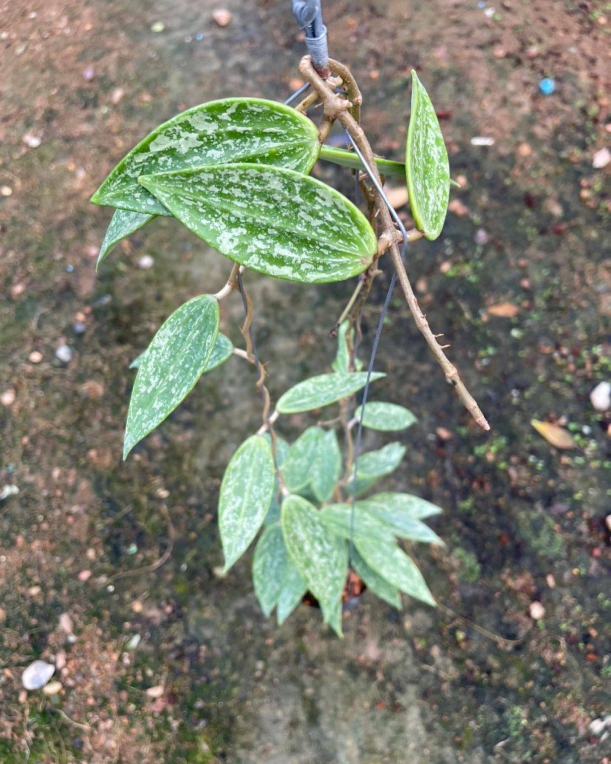 Artistic Hoya rangsan Splash | 4" Pot | Greenboog